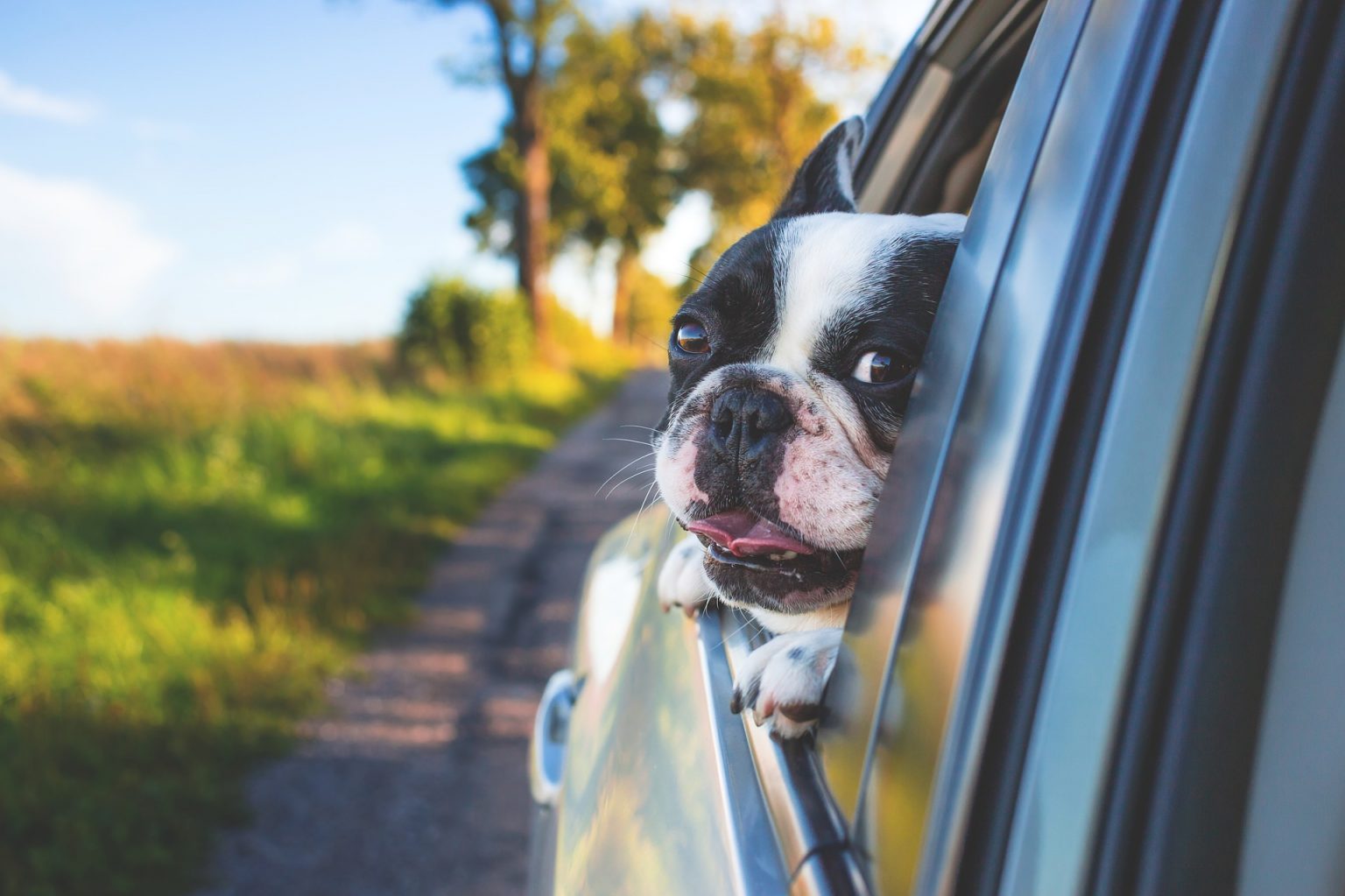 How to Import Pets to Mexico - The Basic Requirements - Immigration to ...